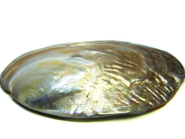 LARGE BROOME MOTHER PEARL SHELL 147 GRAMS AG 1570
