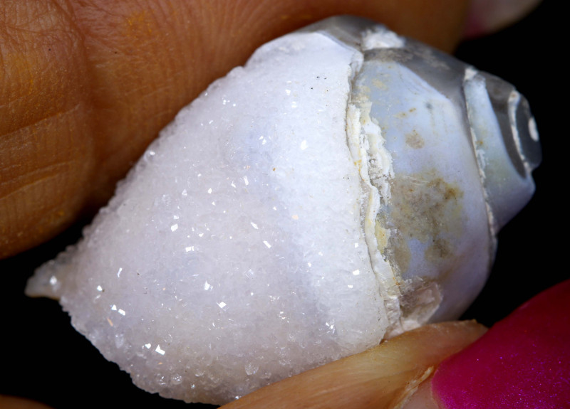 26 CTS DRUZY FOSSIL SHELL LEFT HAND COILING TBG-3540