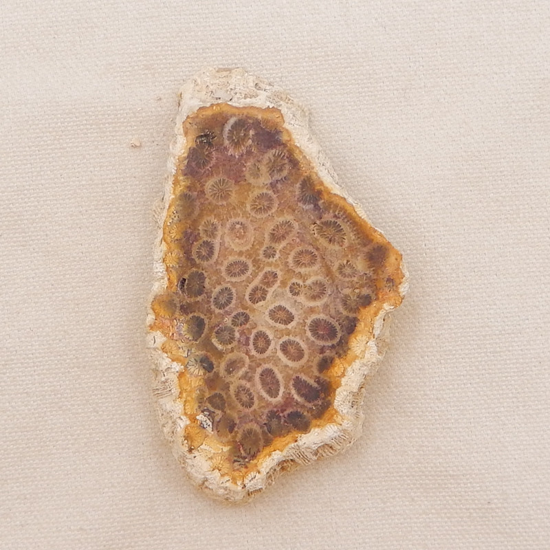 694.5cts indonesian fossil coral gemstone specimen, gorgeous indonesian fos