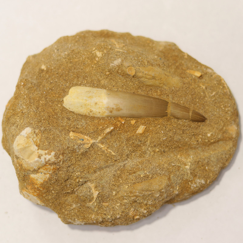 Plesiosaur Tooth , seafloor crust with marine fossils