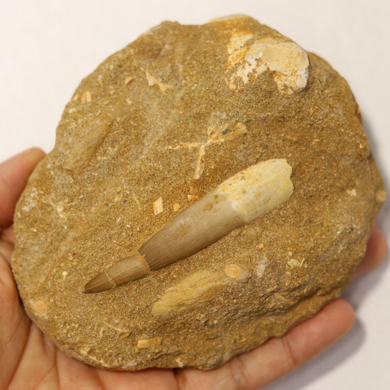 Plesiosaur Tooth , seafloor crust with marine fossils