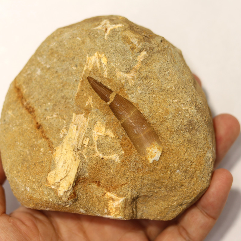 Plesiosaur Tooth in seafloor crust that has marine fossils