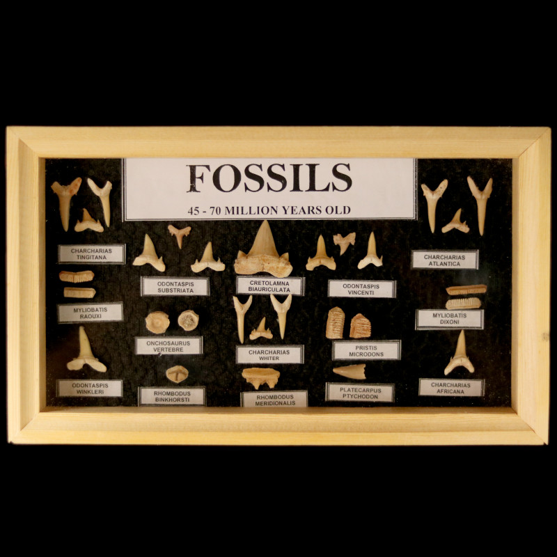 45-70 Million Years Shark & Marine Fossils Display Frame-6 lots