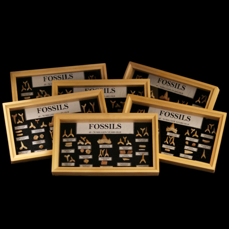 45-70 Million Years Shark & Marine Fossils Display Frame-6 lots