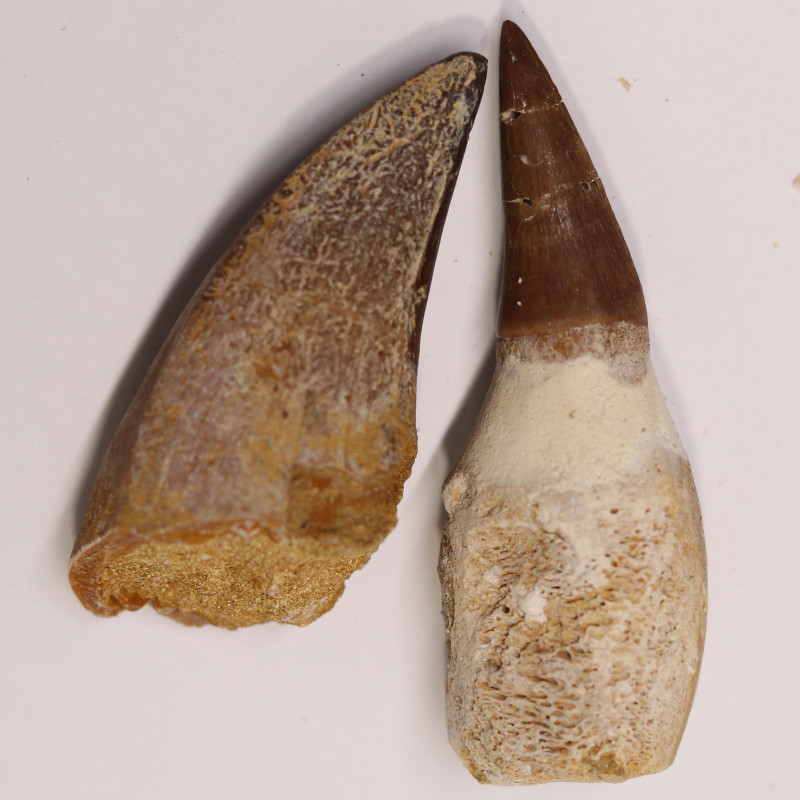 Two Dinosaur Aquatic Lizards Mosasaur Teeth Platecarpus Ptychodon