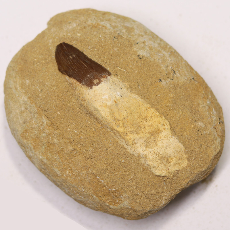 Dinosaur 2 Inch Lizards Mosasaur Rooted Tooth - Matrix carpus Ptychodon