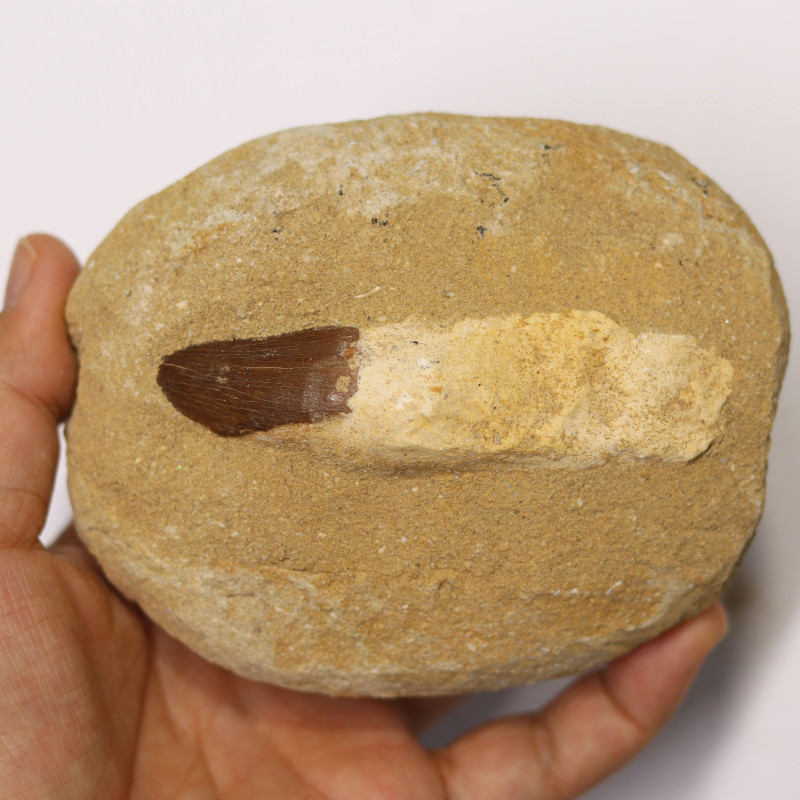 Dinosaur 2 Inch Lizards Mosasaur Rooted Tooth - Matrix carpus Ptychodon