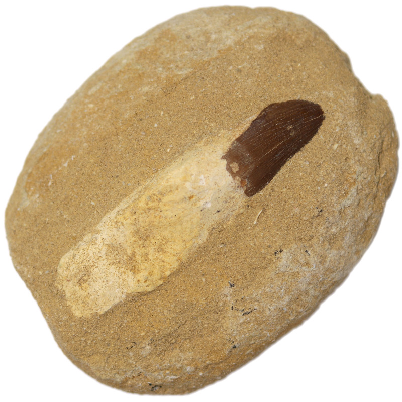 Dinosaur 2 Inch Lizards Mosasaur Rooted Tooth - Matrix carpus Ptychodon