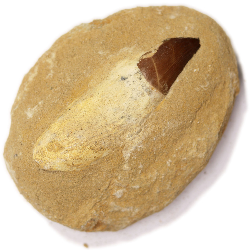 Dinosaur 2 Inch Lizards Mosasaur Rooted Tooth - Matrix carpus Ptychodon