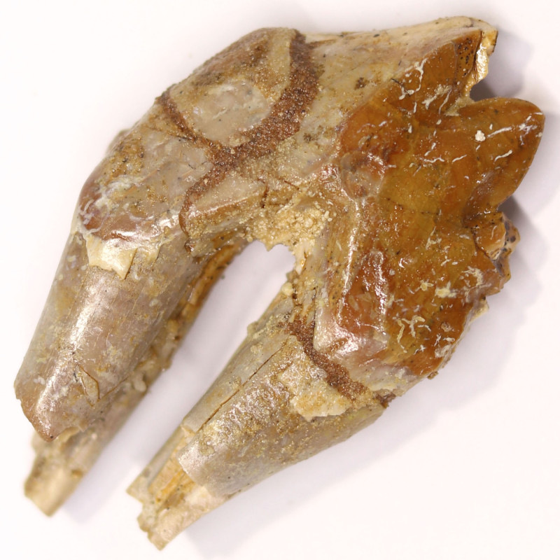 2.5 Inch 30-40 Million Year Old Basilosaurus Specimen -Whale Ancestor