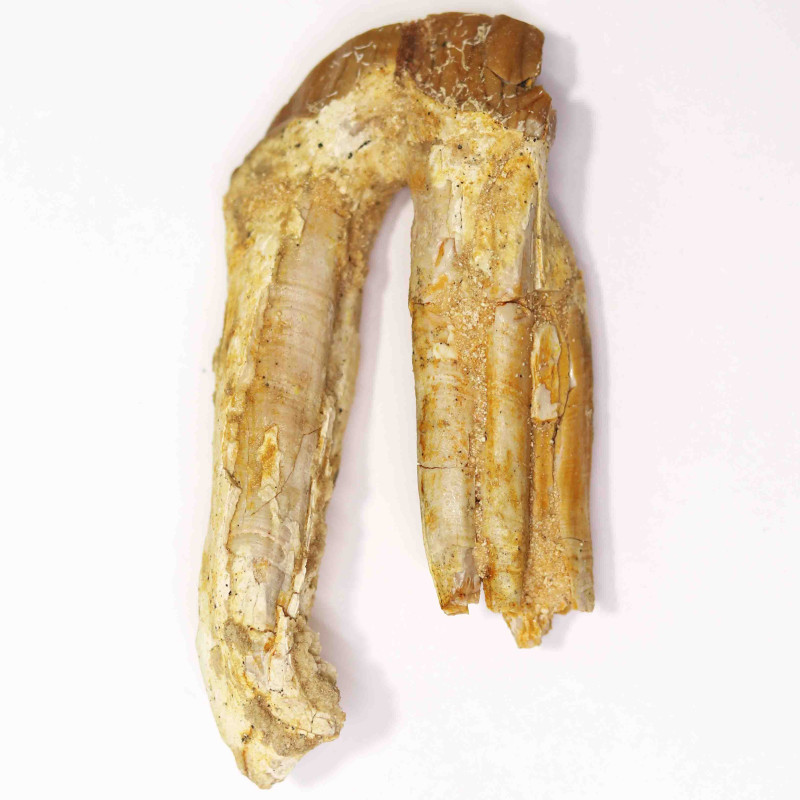 4 Inch 30-40 Million Year Old Basilosaurus Specimen -Whale Ancestor