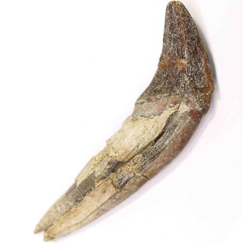 4.3/4Inch Rare Basilosaurus (Whale Ancestor) Incisor