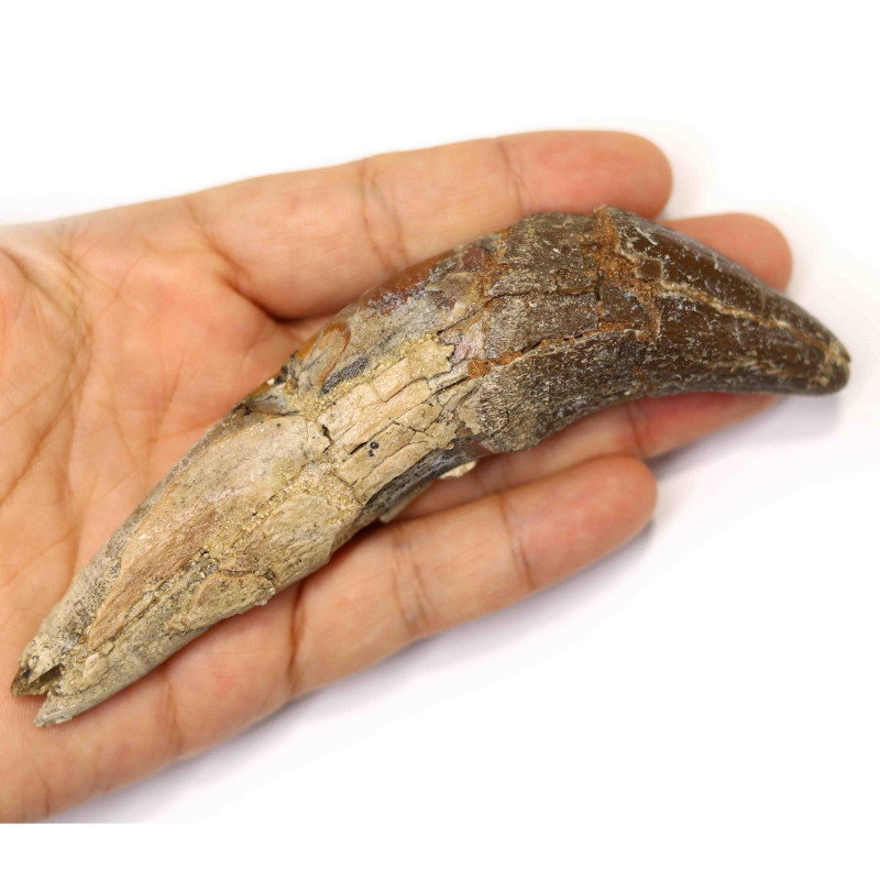4.3/4Inch Rare Basilosaurus (Whale Ancestor) Incisor
