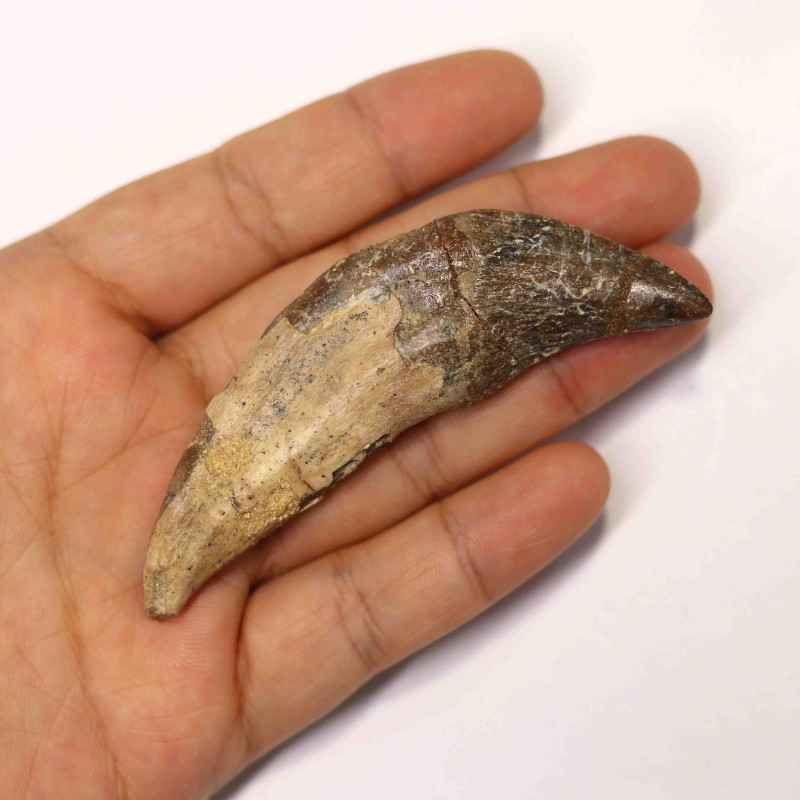 3 Inch Rare Basilosaurus (Whale Ancestor) Incisor Rooted Tooth