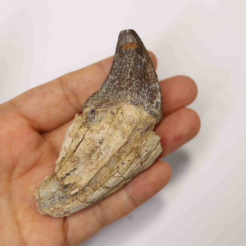 3.5 Inch Rare Basilosaurus (Whale Ancestor) Incisor
