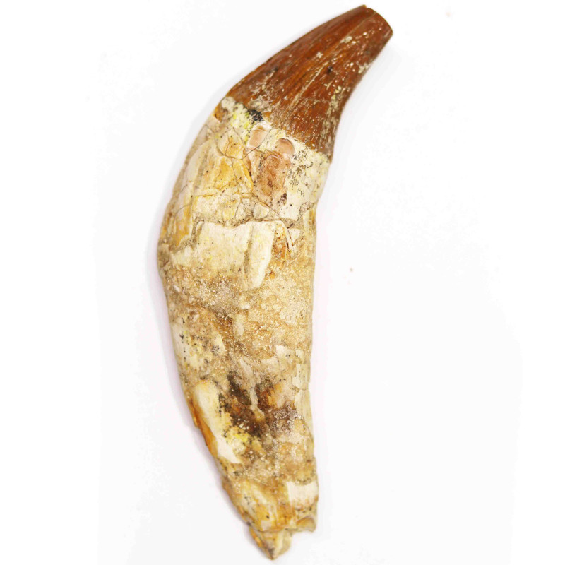 5 Inch Rare Basilosaurus (Whale Ancestor) Incisor