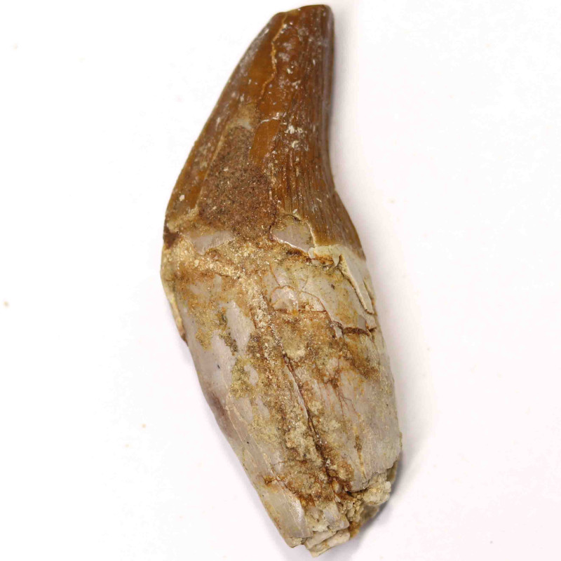 3 Inch Rare Basilosaurus (Whale Ancestor) Incisor