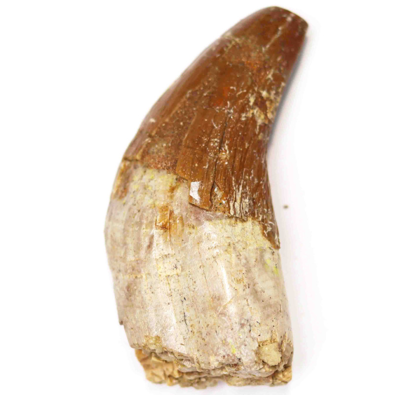 3 Inch Rare Basilosaurus (Whale Ancestor) Incisor Rooted Tooth