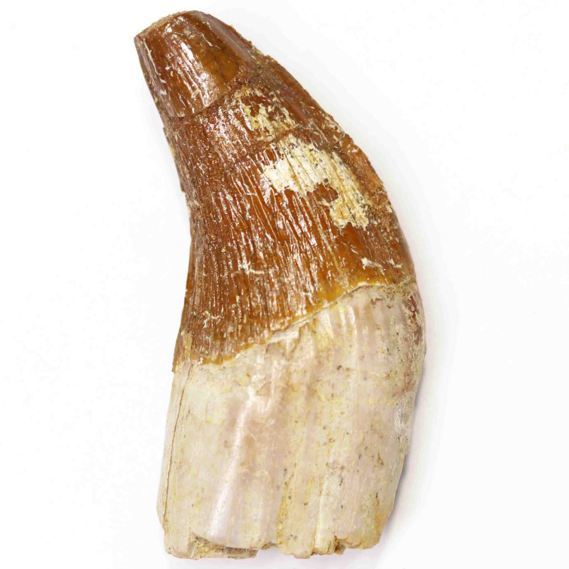 3 Inch Rare Basilosaurus (Whale Ancestor) Incisor Rooted Tooth