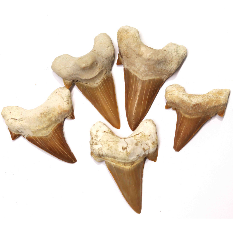 5 Large Matching Otodus Shark teeth Collection - 66