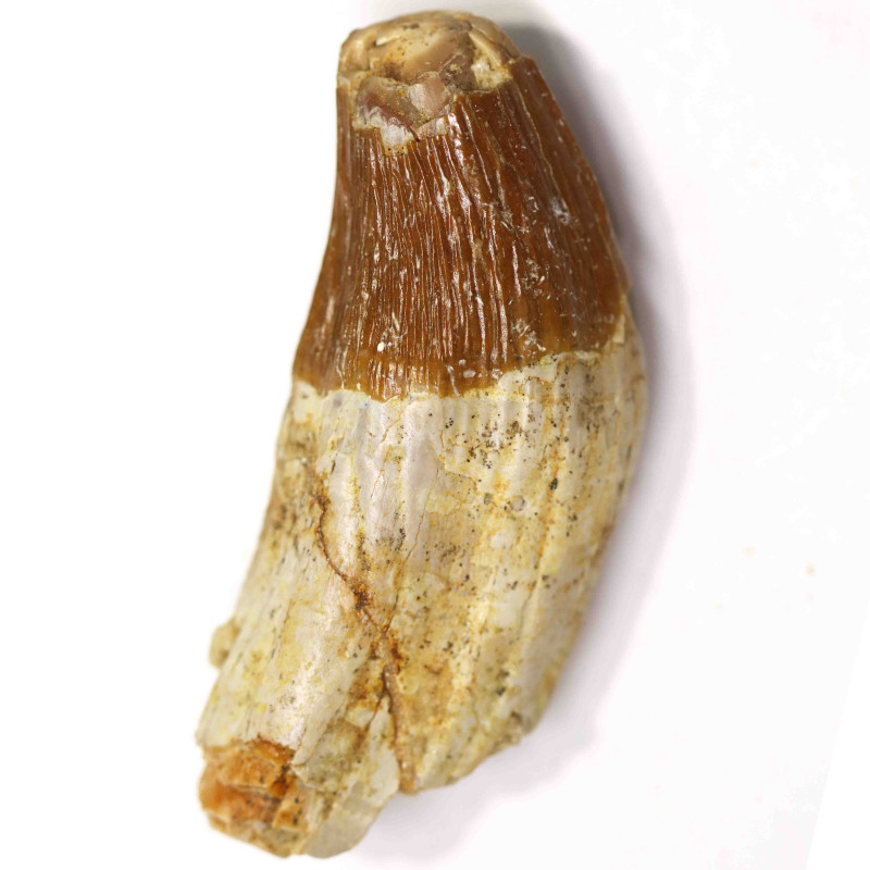 3 Inch Rare Basilosaurus (Whale Ancestor) Incisor