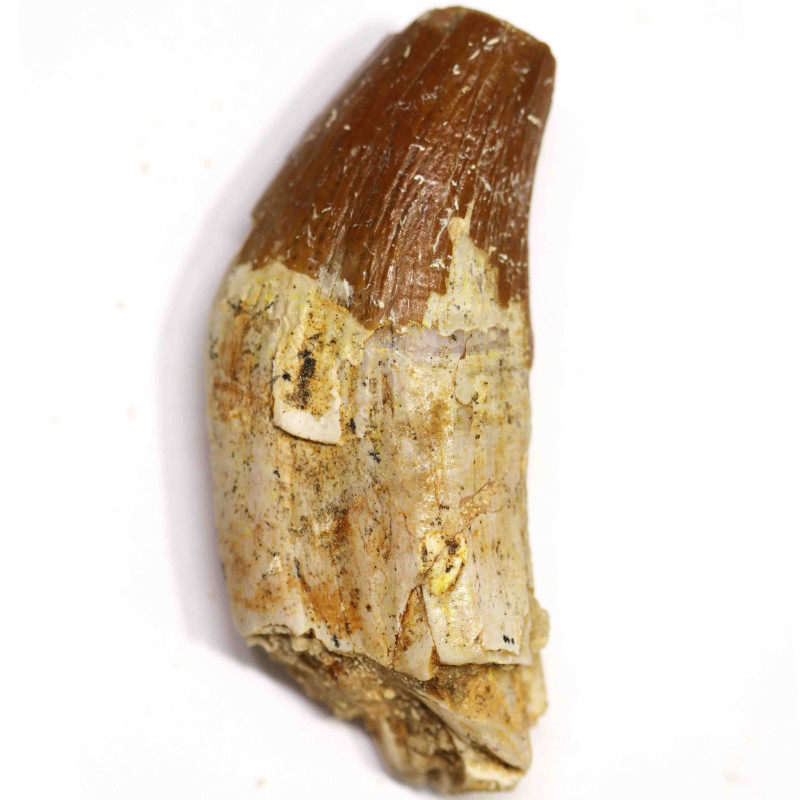 3 Inch Rare Basilosaurus (Whale Ancestor) Incisor