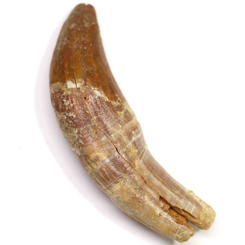 4 Inch Rare Basilosaurus (Whale Ancestor) Incisor