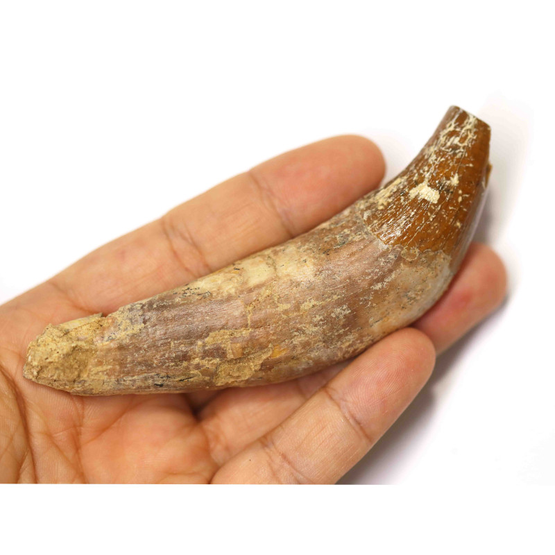 4 Inch Rare Basilosaurus (Whale Ancestor) Incisor