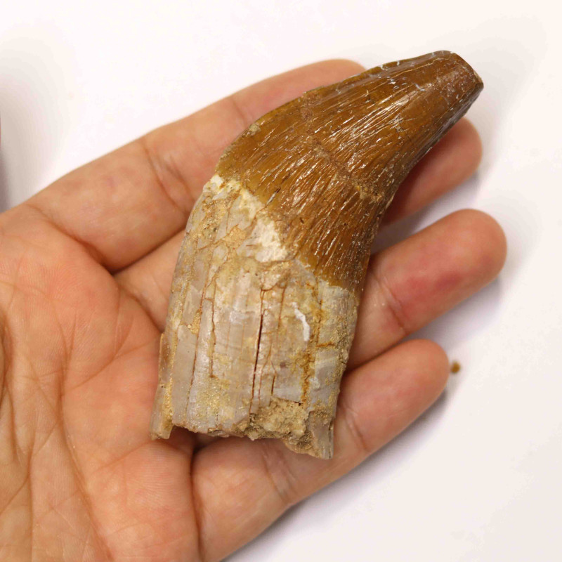 3 Inch Rare Basilosaurus (Whale Ancestor) Incisor Rooted Tooth