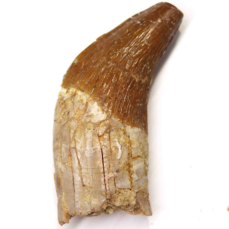 3 Inch Rare Basilosaurus (Whale Ancestor) Incisor Rooted Tooth