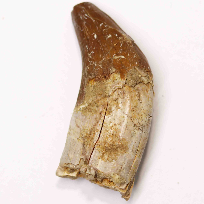 3 Inch Rare Basilosaurus (Whale Ancestor) Incisor Rooted Tooth