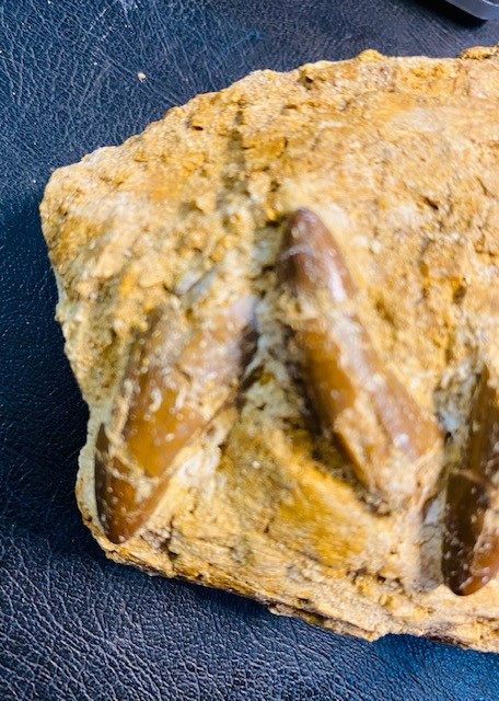 Jaw Specimen Dinosaur Aquatic Lizards Mosasaur Teeth Platecarpus Ptychodon