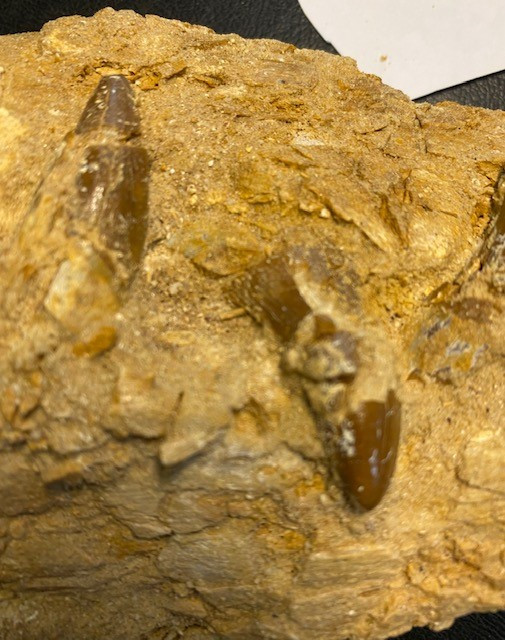 Jaw Specimen Dinosaur Aquatic Lizards Mosasaur Teeth Platecarpus Ptychodon