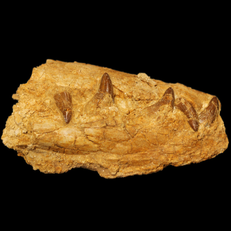 Jaw Specimen Dinosaur Aquatic Lizards Mosasaur Teeth Platecarpus Ptychodon