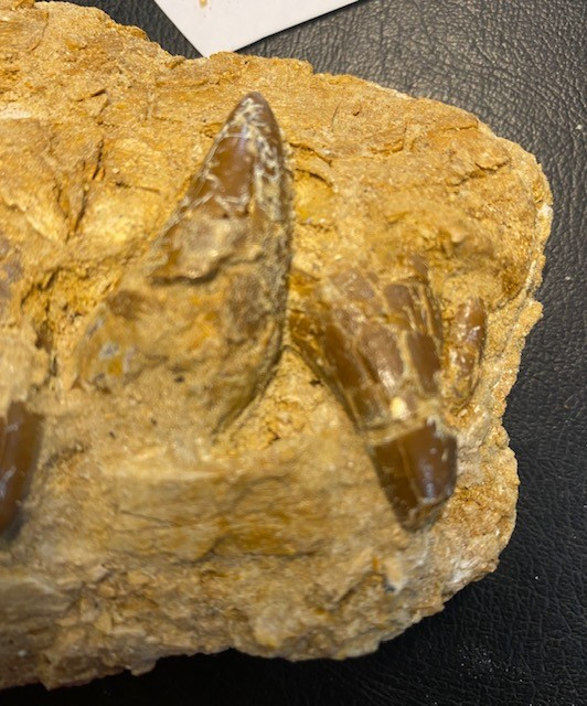 Jaw Specimen Dinosaur Aquatic Lizards Mosasaur Teeth Platecarpus Ptychodon