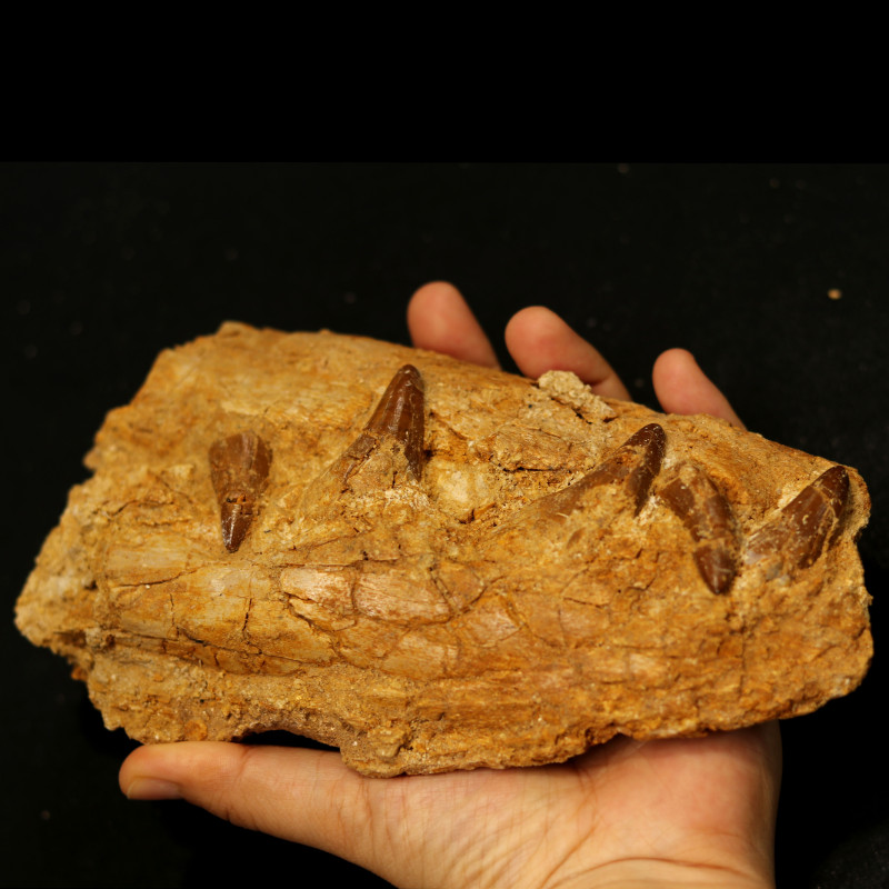 Jaw Specimen Dinosaur Aquatic Lizards Mosasaur Teeth Platecarpus Ptychodon