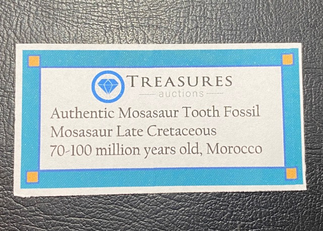 Jaw Specimen Dinosaur Aquatic Lizards Mosasaur Teeth Platecarpus Ptychodon