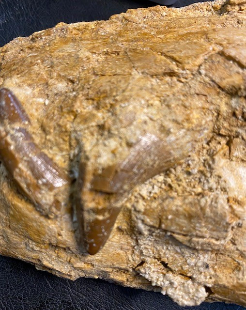 Jaw Specimen Dinosaur Aquatic Lizards Mosasaur Teeth Platecarpus Ptychodon