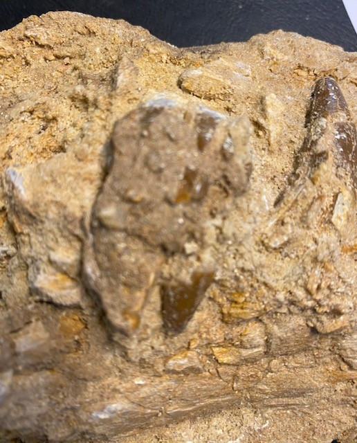 Jaw Specimen Dinosaur Aquatic Lizards Mosasaur Teeth Platecarpus Ptychodon