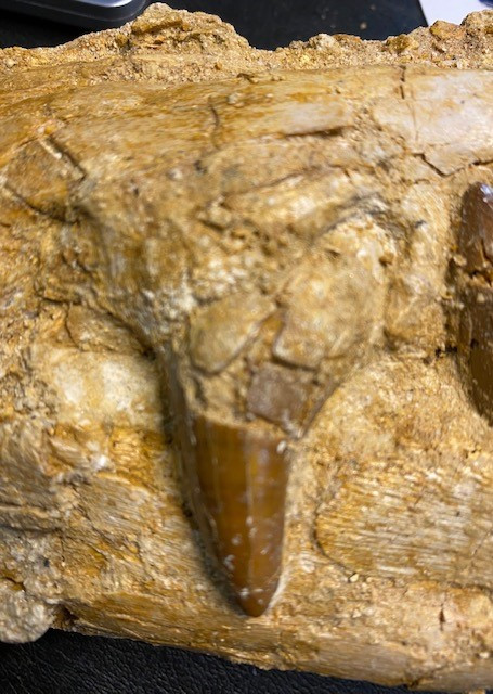 Jaw Specimen Dinosaur Aquatic Lizards Mosasaur Teeth Platecarpus Ptychodon