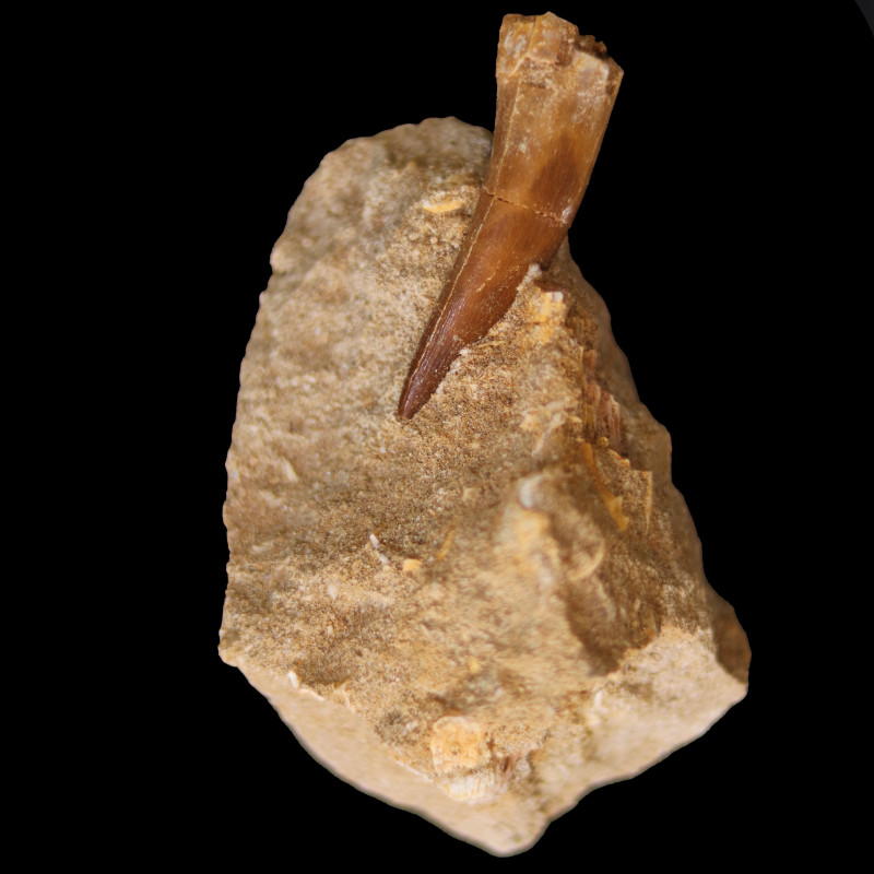 2 Inch Plesiosaur Tooth In Seafloor (with marine fossils)