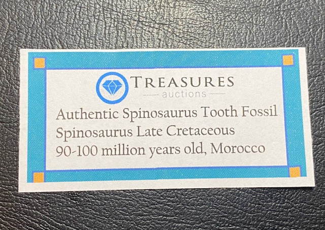 2 Inch Plesiosaur Tooth In Seafloor (with marine fossils)