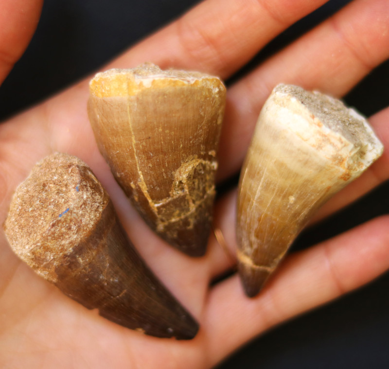 Three Dinosaur Mosasaur Teeth Platecarpus Ptychodon