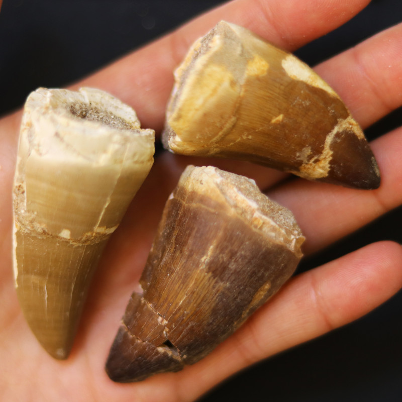 Three Dinosaur Mosasaur Teeth Platecarpus Ptychodon