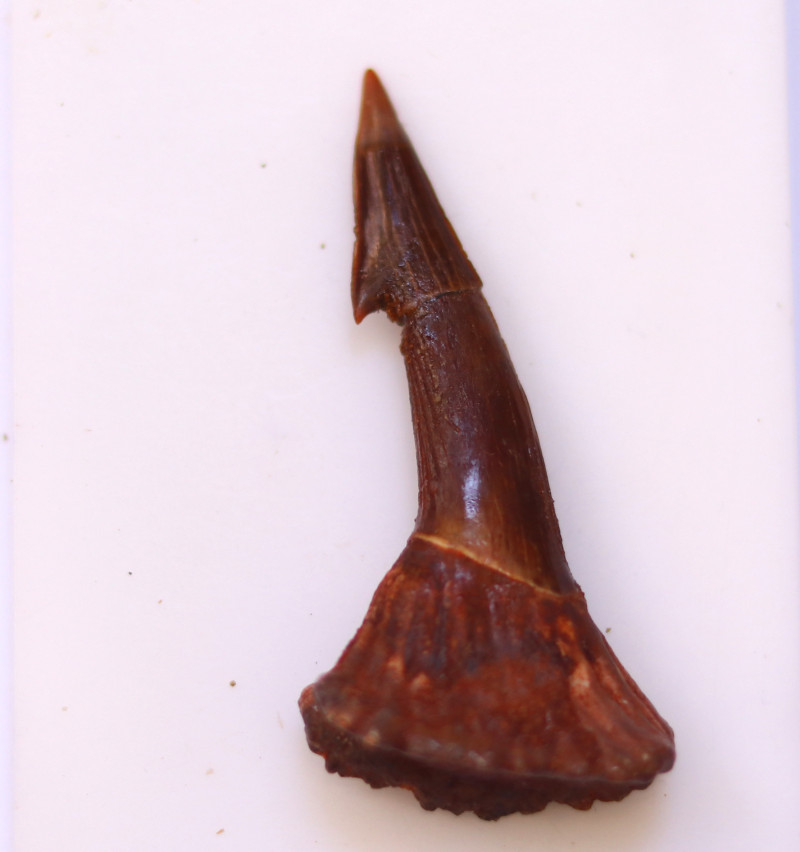 5.67 Inch Fossil Rostral Barbed Tooth from Sawfish, Morocco