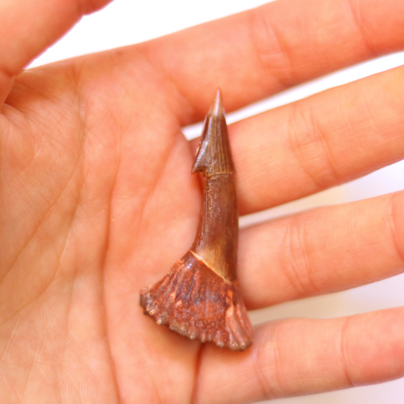 5.67 Inch Fossil Rostral Barbed Tooth from Sawfish, Morocco