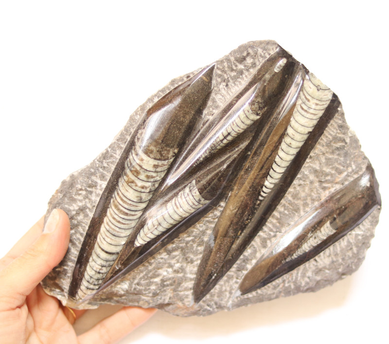 .694 Kilos Moroccan Fossilized 270 Million Year Old Orthoceras Specimen