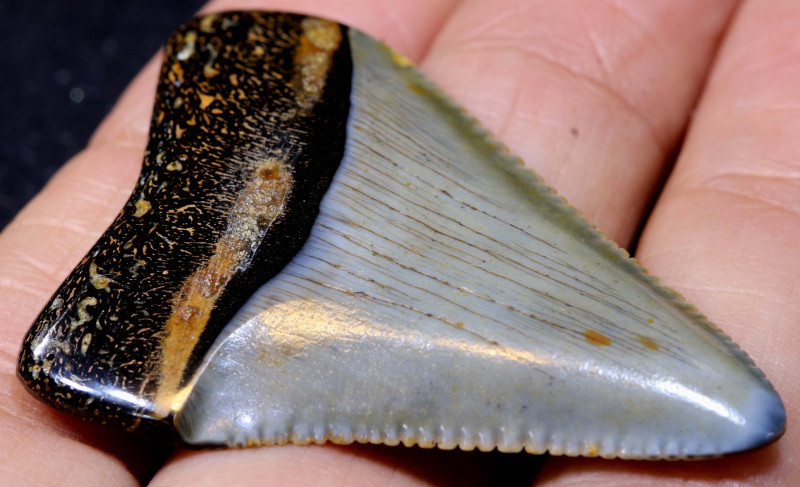 40.30 CTS MEGLADON TOOTH CLAVERT CLIFFS TBM-2442 TRUEBLUEMINERALS