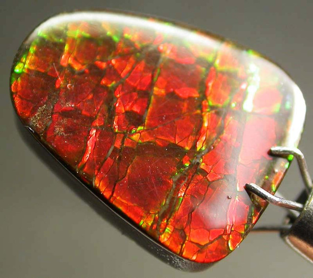 GEM QUALITY CANADIAN AMMOLITE -POLISHED- 9.55 CTS [S5545]
