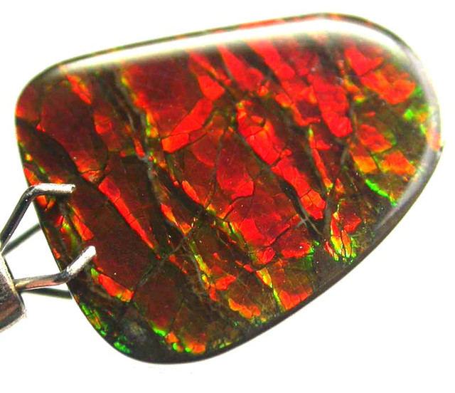 GEM QUALITY CANADIAN AMMOLITE -POLISHED- 9.55 CTS [S5545]